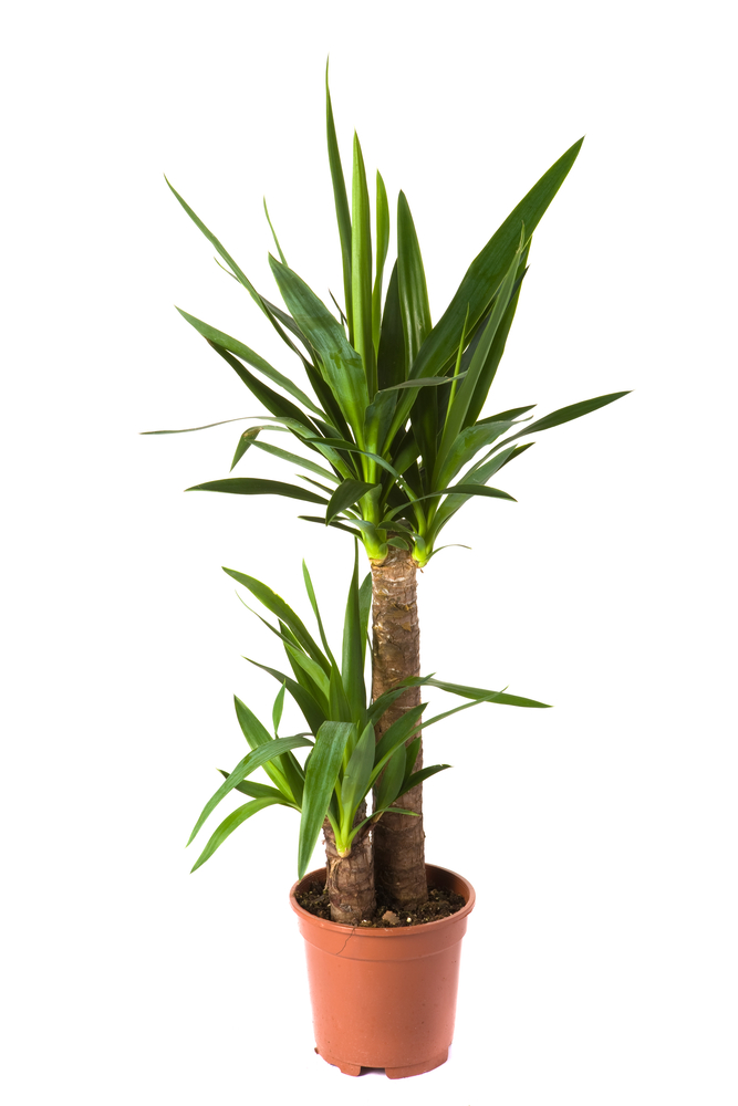 Juka (Yucca Elephantipes) - Kwiaty na stanowisko słoneczne - Kwiaty ...